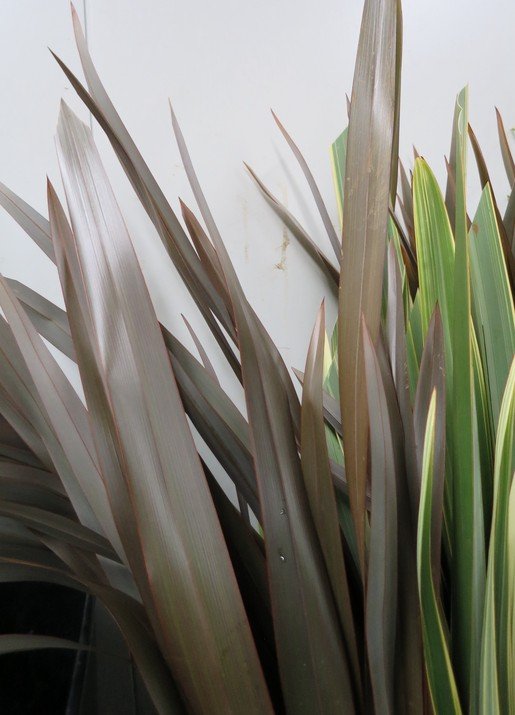 Wholesale Florist | Florist | Cut Flowers | Fresh Flowers | Wedding Flowers