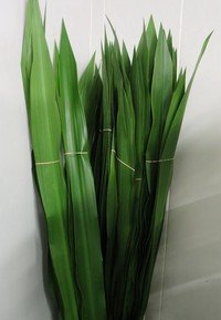 Wholesale Florist | Florist | Cut Flowers | Fresh Flowers | Wedding Flowers
