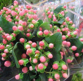 Wholesale Florist | Florist | Cut Flowers | Fresh Flowers | Wedding Flowers