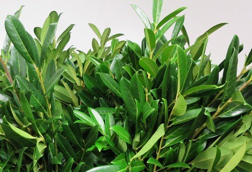 Wholesale Florist | Florist | Cut Flowers | Fresh Flowers | Wedding Flowers