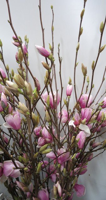 Wholesale Florist | Florist | Cut Flowers | Fresh Flowers | Wedding Flowers