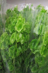 Wholesale Florist | Florist | Cut Flowers | Fresh Flowers | Wedding Flowers