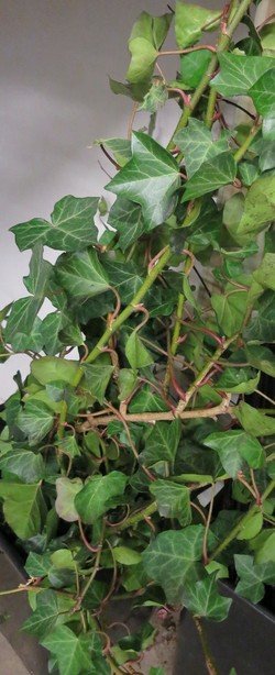 Wholesale Florist | Florist | Cut Flowers | Fresh Flowers | Wedding Flowers