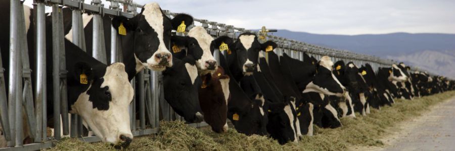 Stock feeds Dandenong – Dandenong Stock Feed Pty Ltd