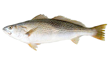 Sourcing - Ocean Crystal Seafood