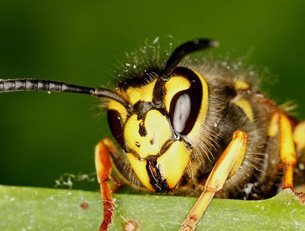 What Happens to Wasps in the Winter?