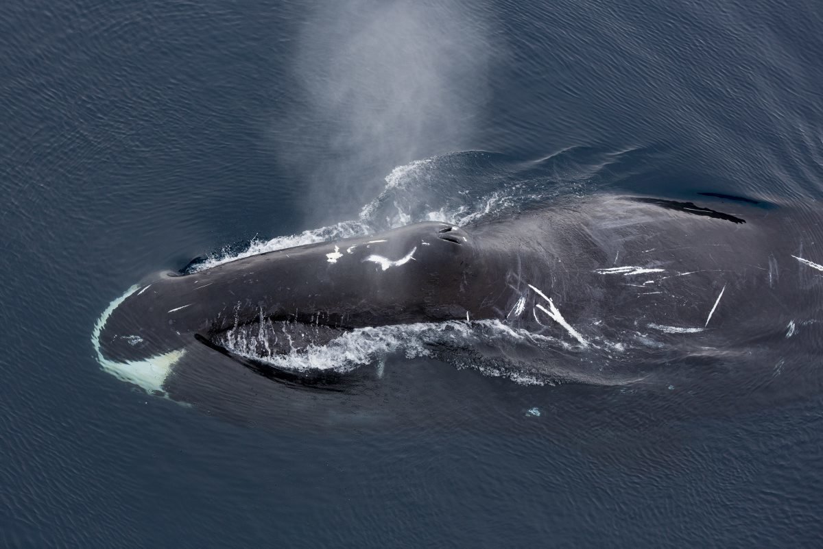 Ocean Research & Conservation Association of Ireland