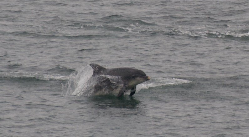 Ocean Research & Conservation Association of Ireland
