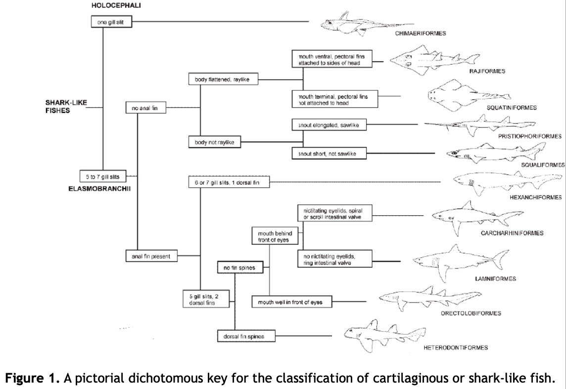 Ocean Research & Conservation Association of Ireland
