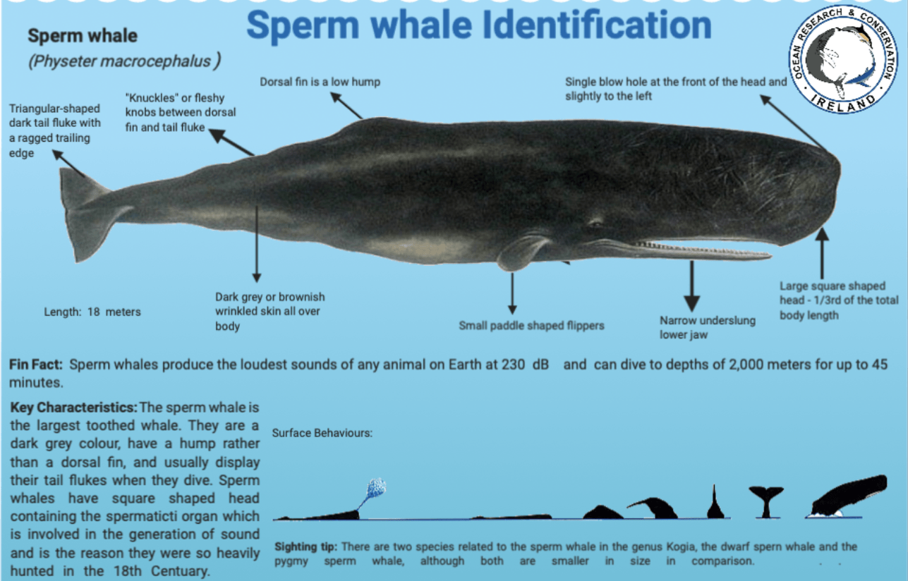 Ocean Research & Conservation Association of Ireland
