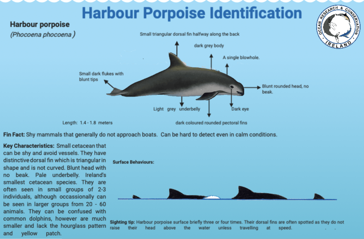 Ocean Research & Conservation Association (ORCAIreland)