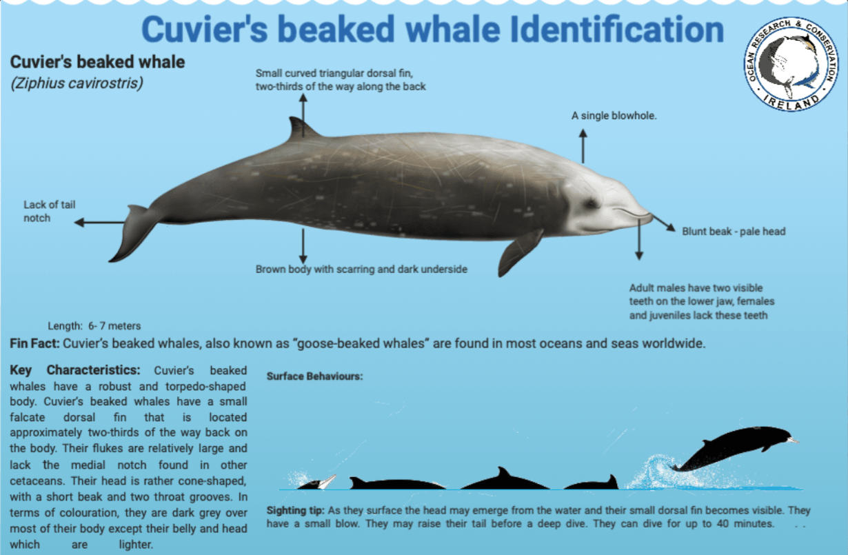 Ocean Research & Conservation Association (ORCAIreland)