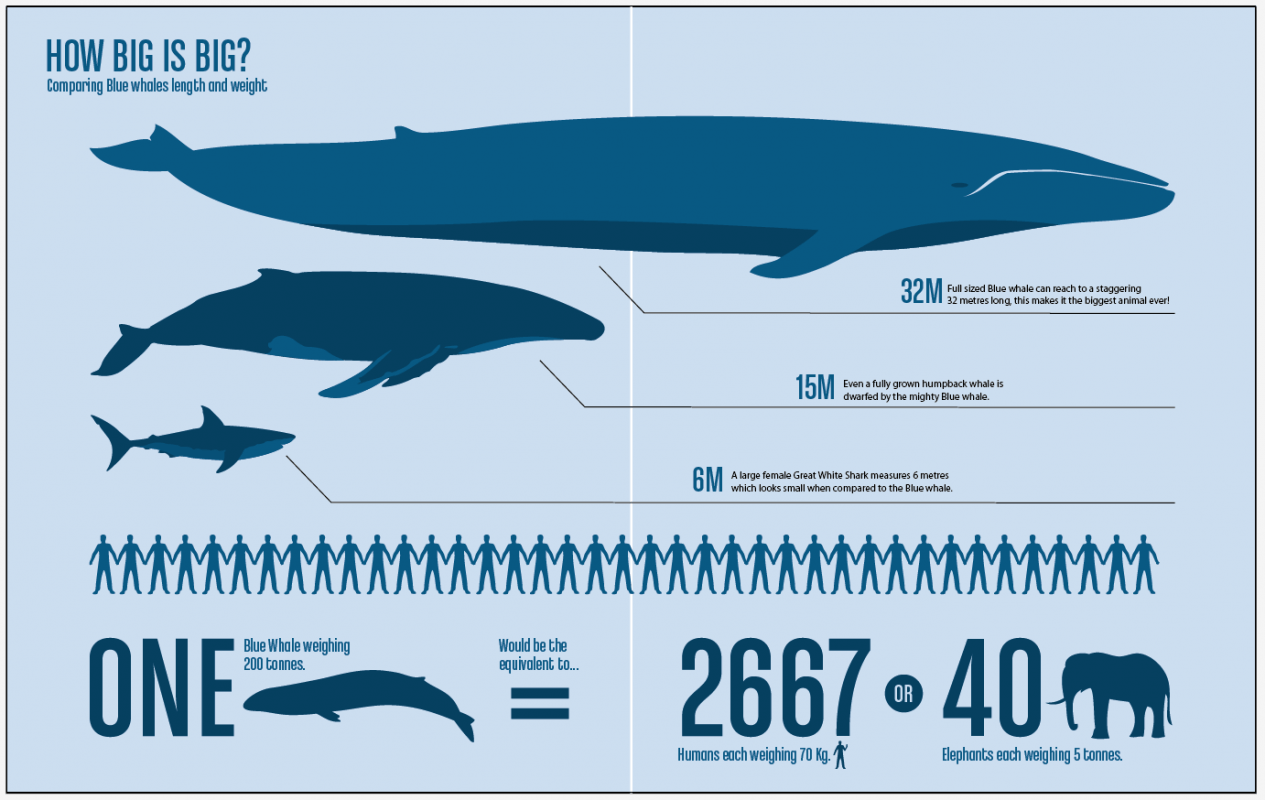 Ocean Research & Conservation Association of Ireland