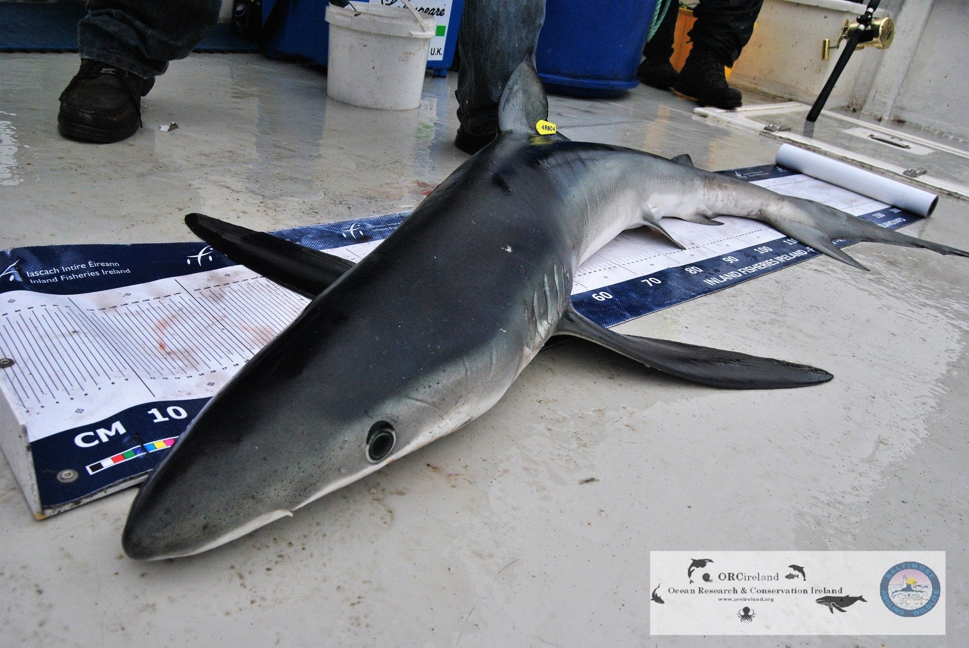 ORCAIreland - Research