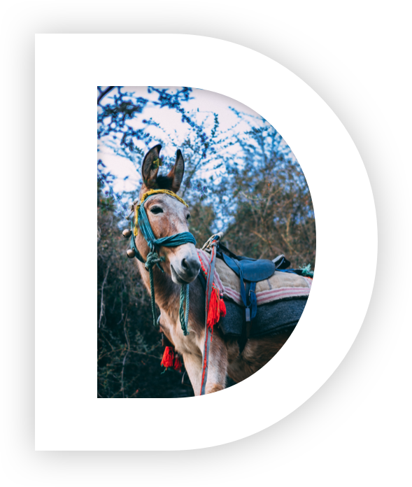 Kerk app Donkey Mobile | Baanbrekende mobiele kerkapp