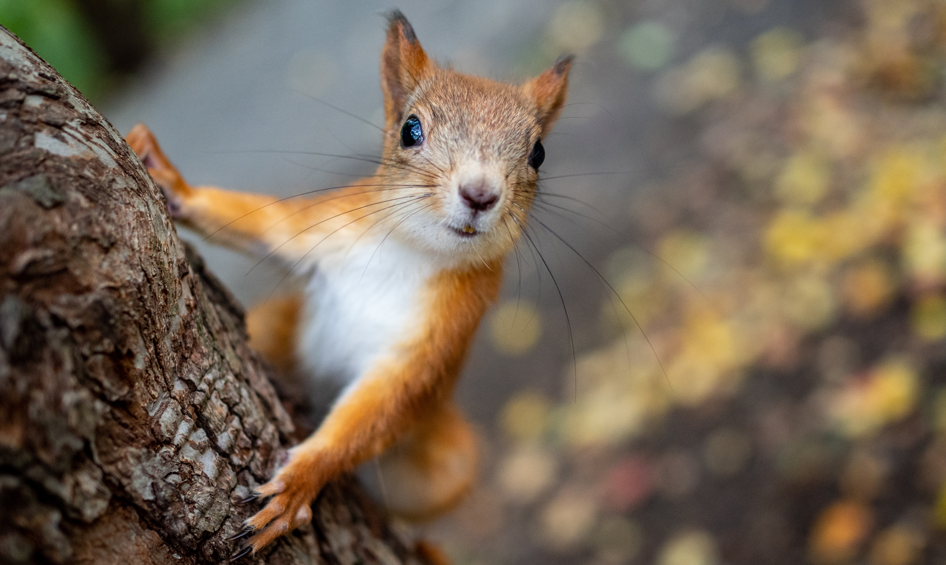 Pet Squirrels A Cautionary Tail 