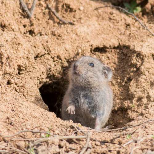 101 Gopher & Pest Control-#1 Wildlife Control Svc.