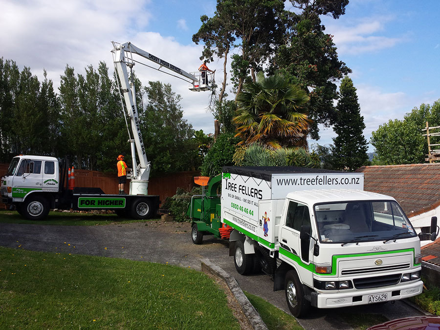 Gallery | Tree Fellers