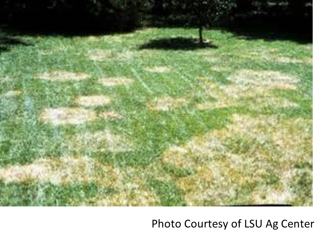 Diagnosing Common Lawn Problems