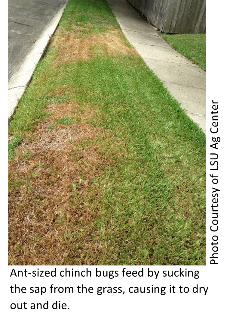 Diagnosing Common Lawn Problems