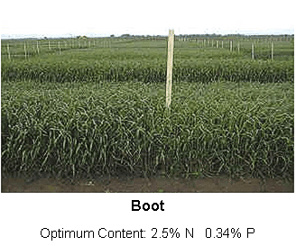 Wheat Cultivation Consulting | TPS Lab | US