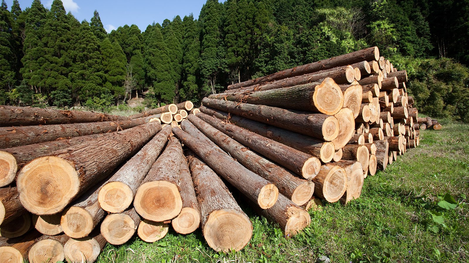 Legname da lavoro | San Pietro in Cariano, VR | Adami Legnami