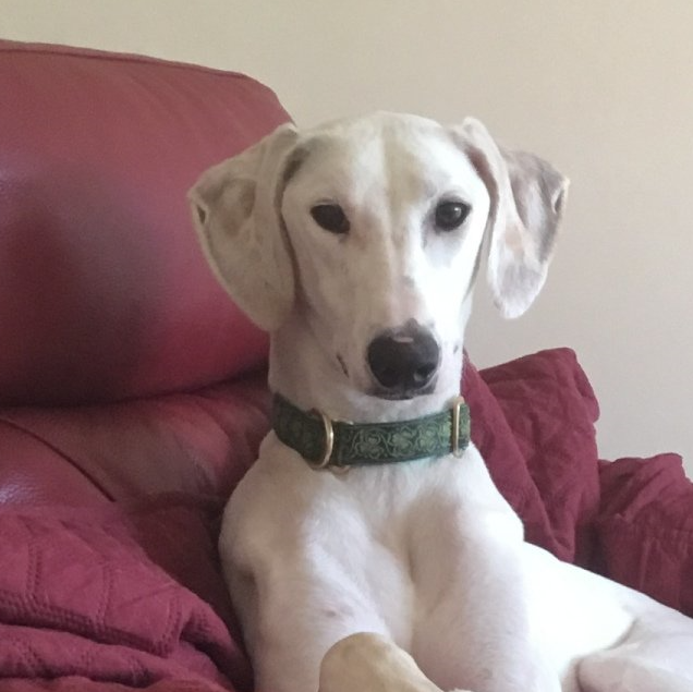 Retired Greyhound Trust - Croftview Kennels – Kent – Greyhound Rehoming