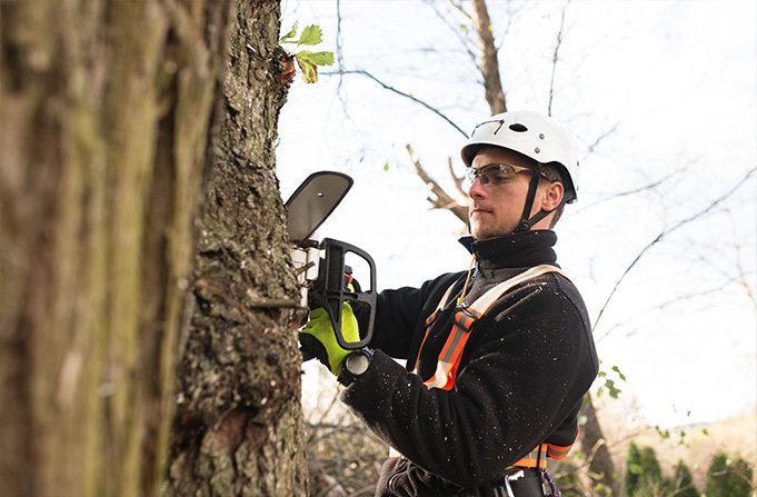 Tree Surgeon Leicester