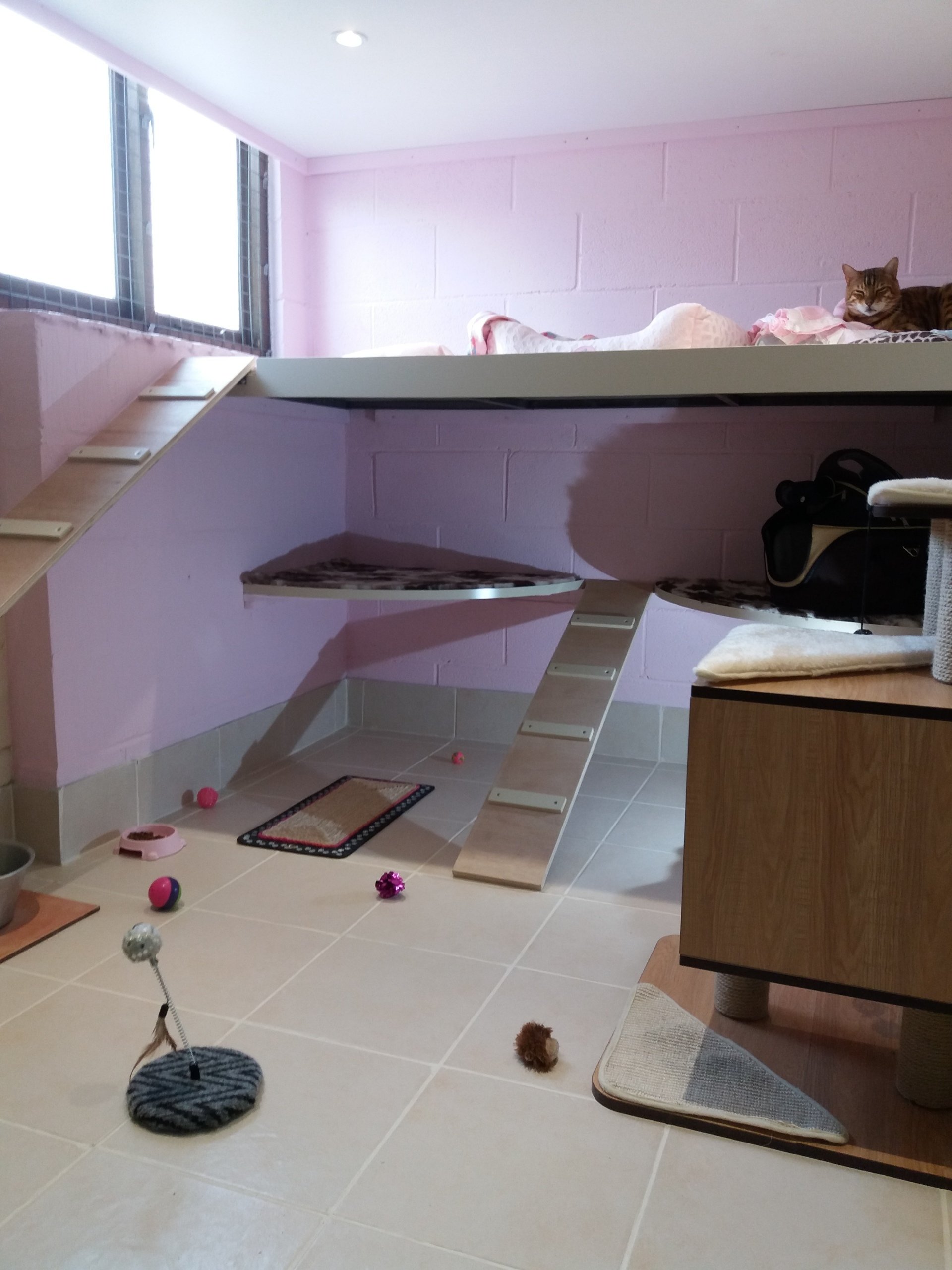 A modern, friendly cattery in Melton Mowbray | White Lodge Boarding Kennels