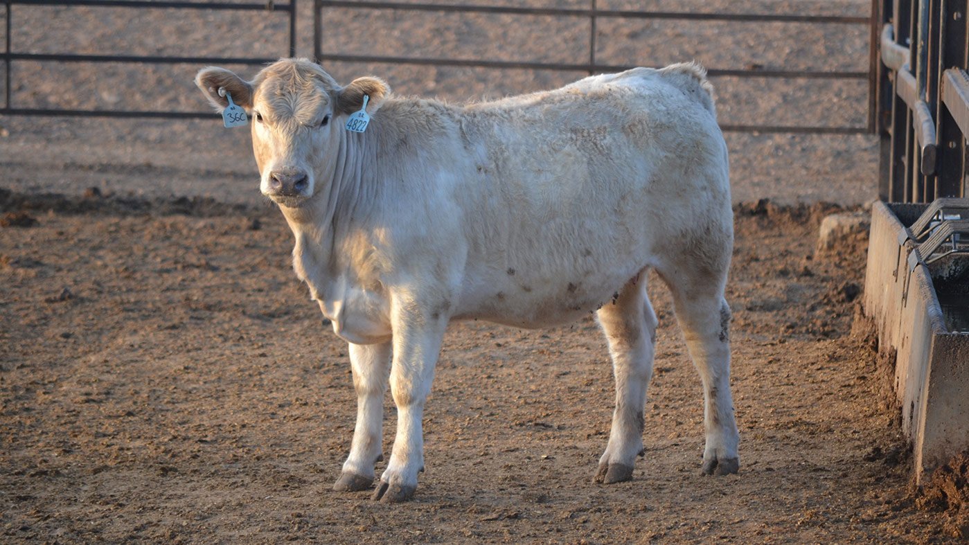 Glenlea Beef - NSW & QLD - Progeny Buyback Program