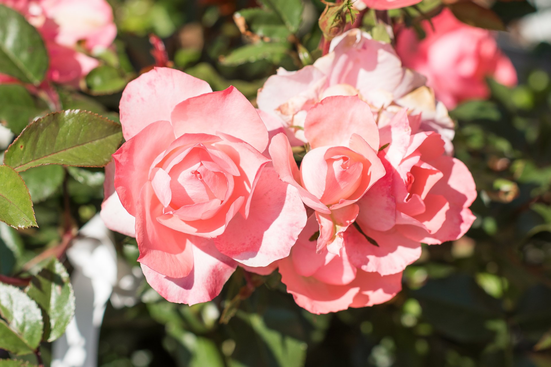 Sprague’s Nursery & Garden Center | Plant Nursery | Bangor, ME