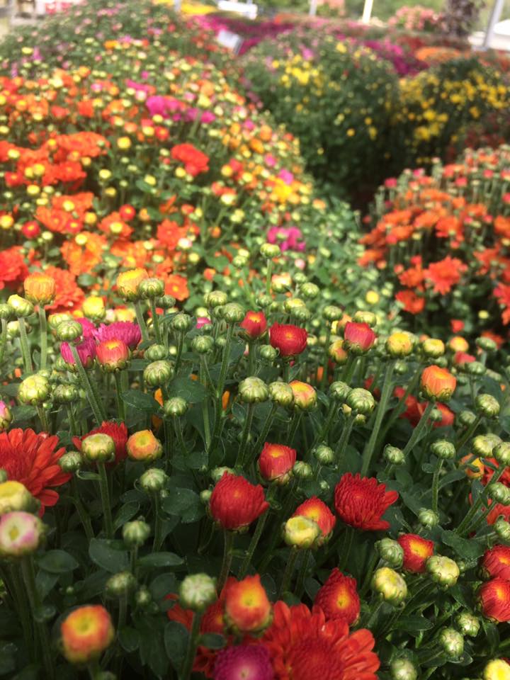 Sprague’s Nursery & Garden Center | Plant Nursery | Bangor, ME