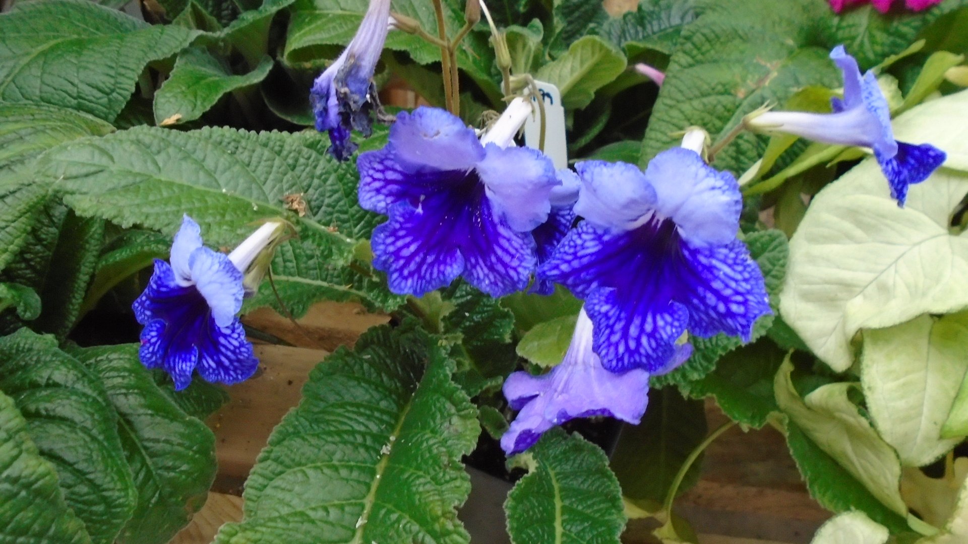 Sprague’s Nursery & Garden Center | Plant Nursery | Bangor, ME