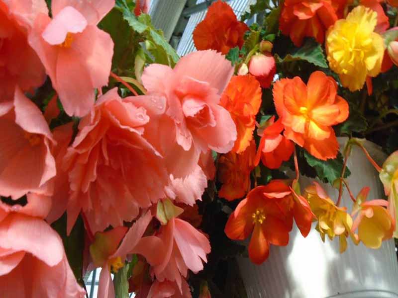 Sprague’s Nursery & Garden Center | Plant Nursery | Bangor, ME