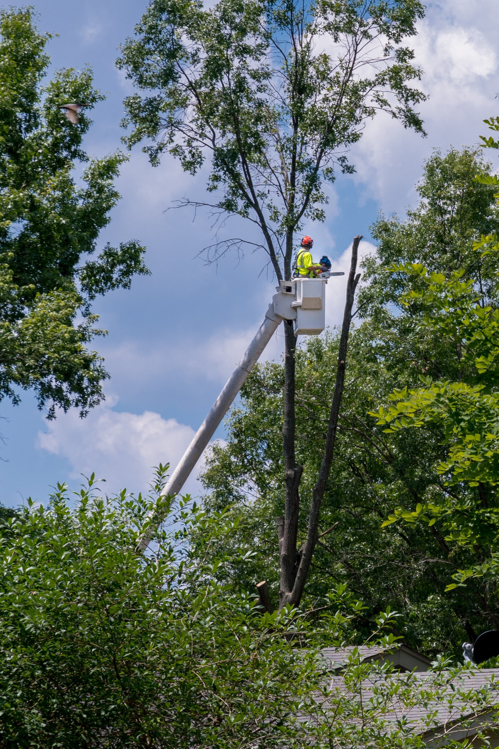 About Us - Community Tree Service