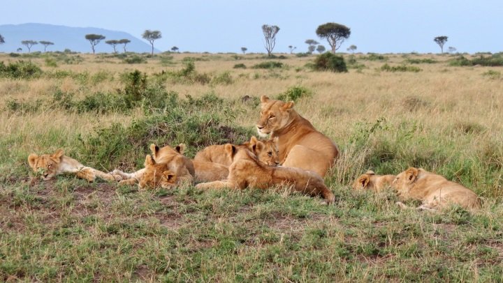 Best African Safari Wildlife Parks - Our Top 5 Picks