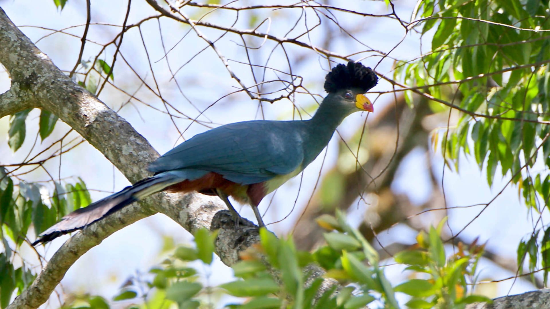 Congo Tourist Attractions and Highlights | eXplore Plus