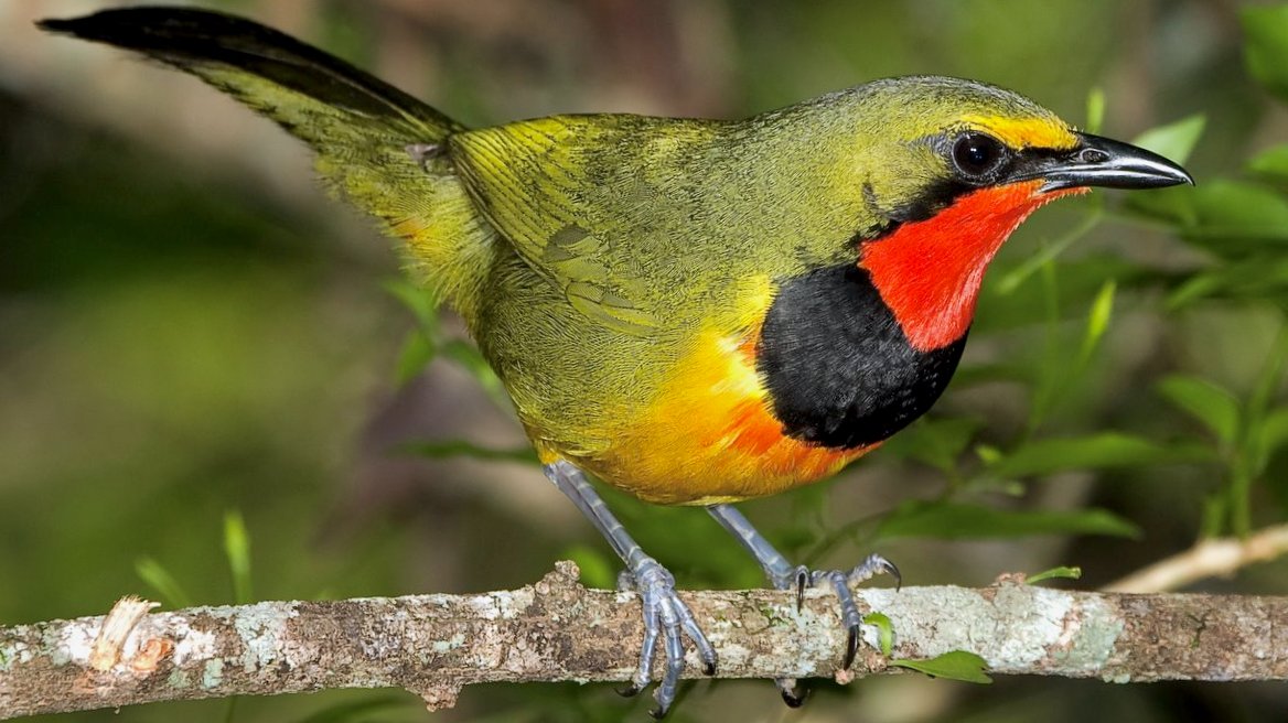 Congo Tourist Attractions and Highlights | eXplore Plus