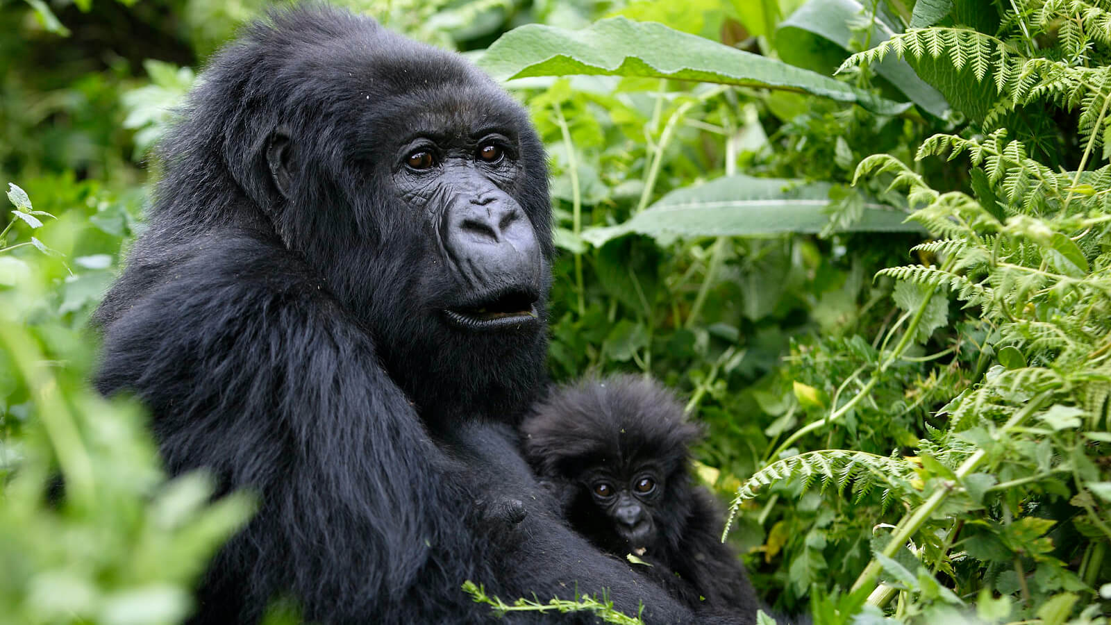 Congo Tourist Attractions and Highlights | eXplore Plus