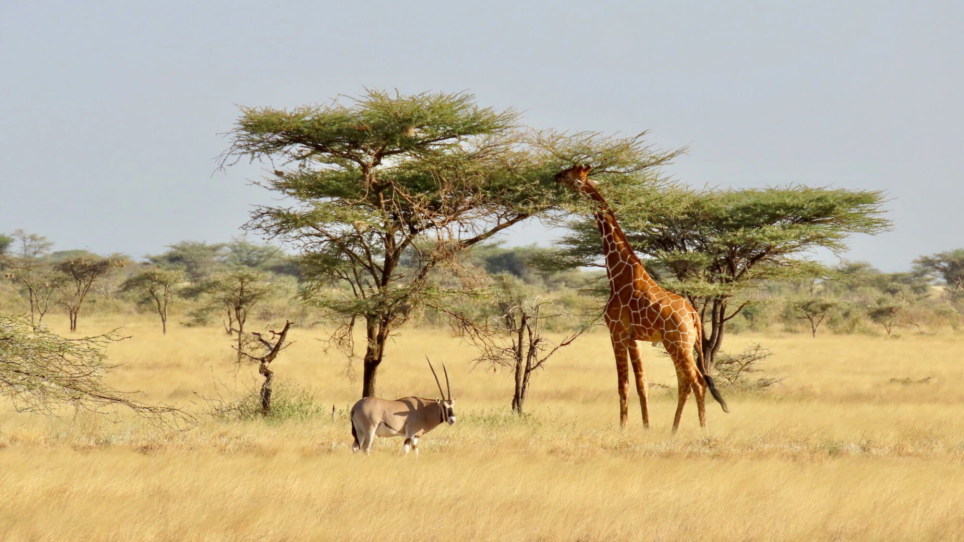 Kenya Attractions & Highlights For Tourists | eXplore Plus