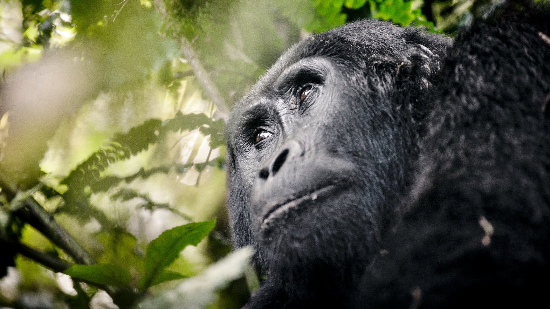 Rwanda National Parks Safaris and Tours | eXplore Plus