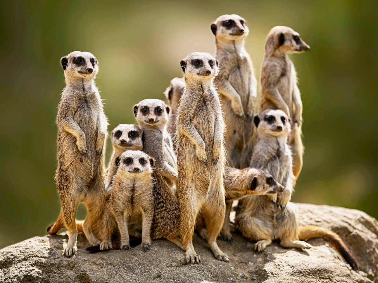 The Big Five on an African Safari Holiday