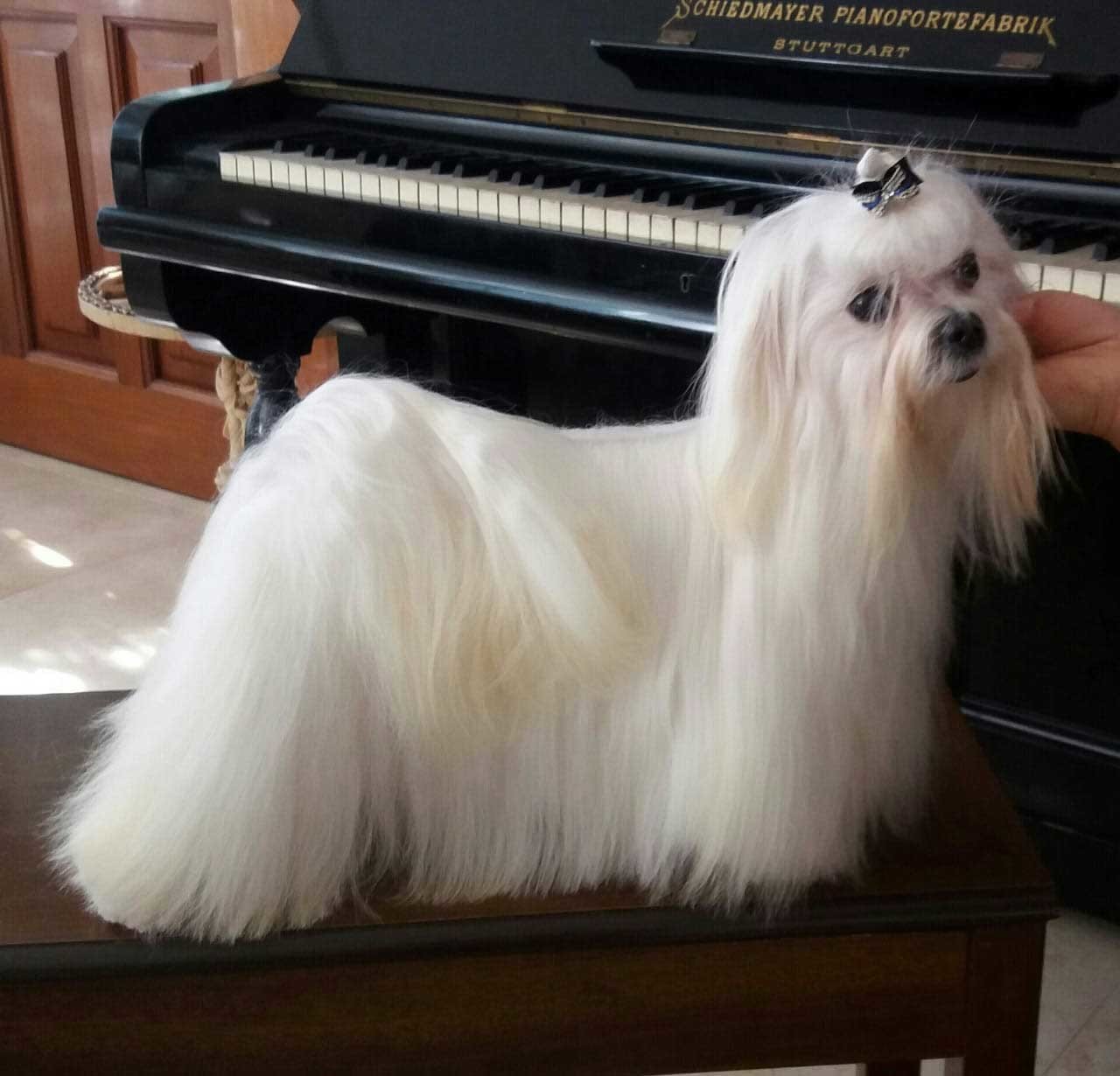 Cachorros Maltes en Venta | Bichon maltes.mx Mexico