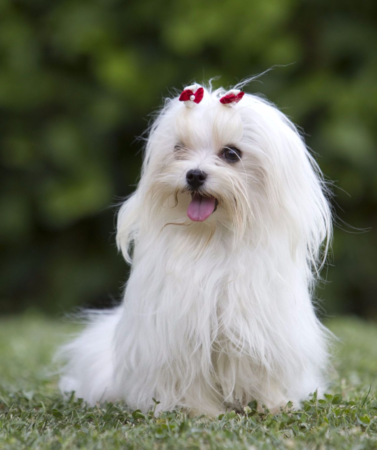 Venta de Perros Maltes | Criadero maltes.mx