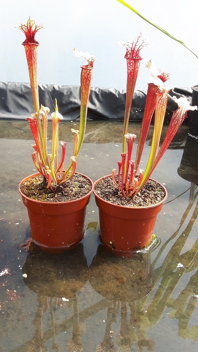 wacks-wicked-plants---name-a-plant-competition