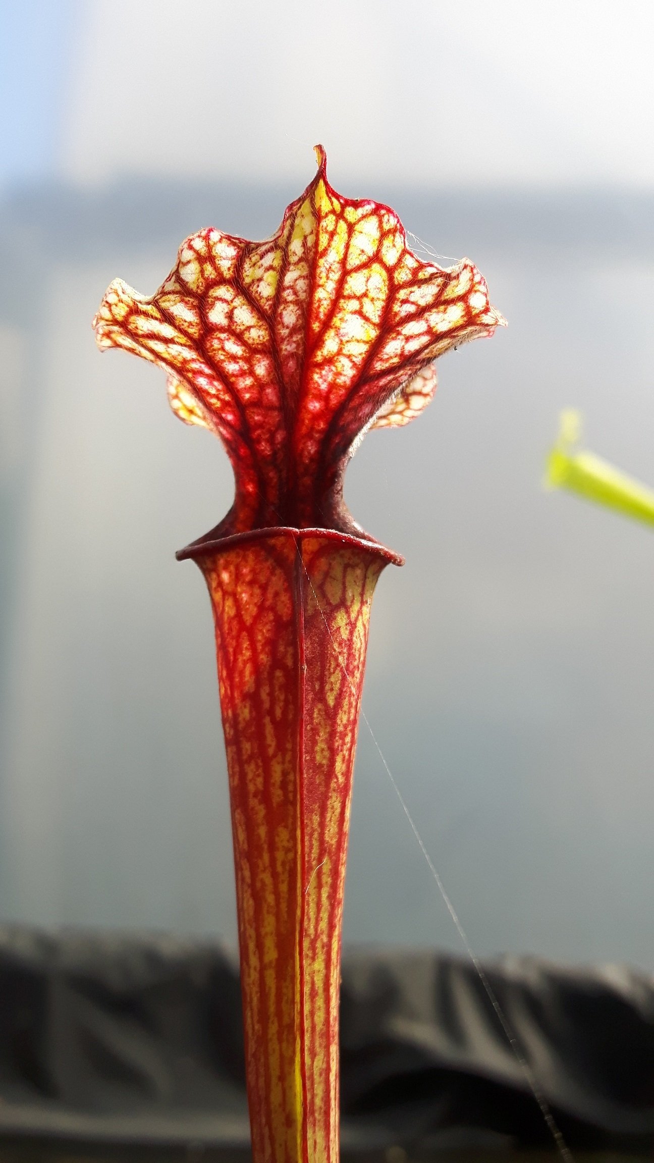 wacks-wicked-plants---name-a-plant-competition