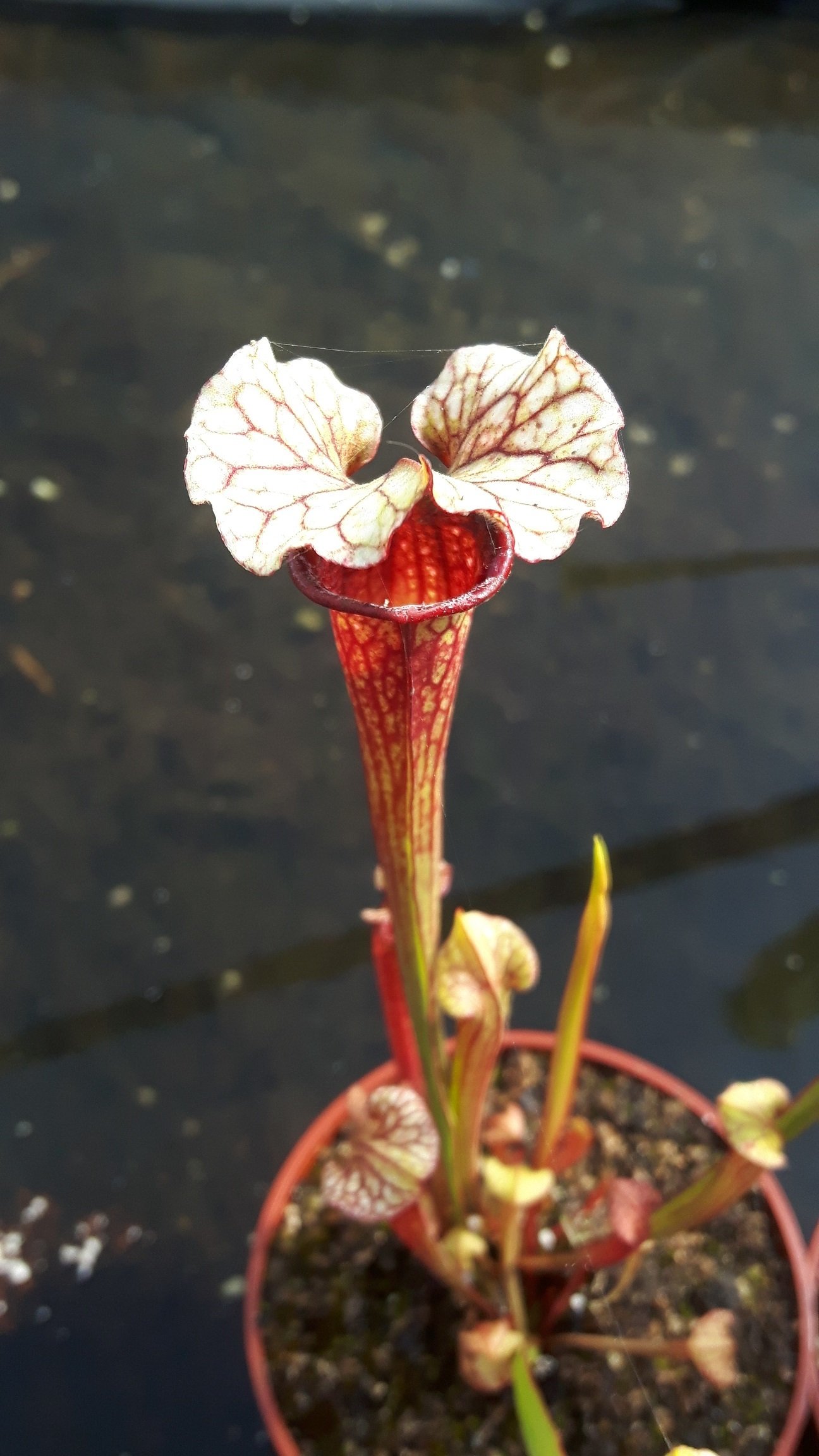 wacks-wicked-plants---name-a-plant-competition