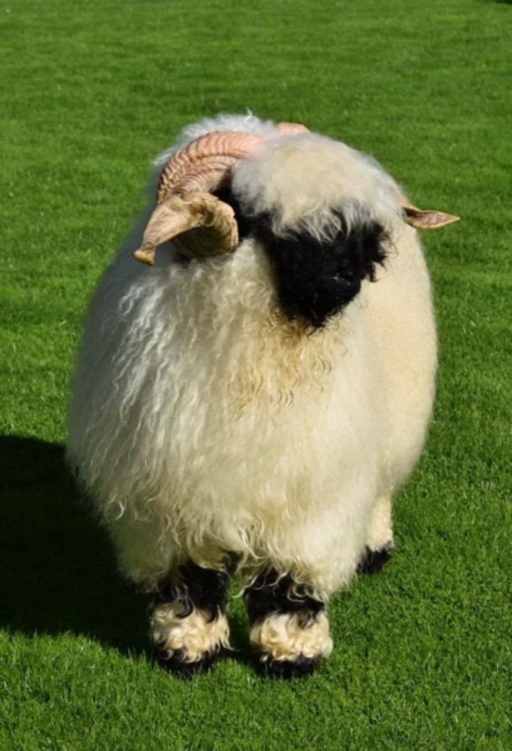 Valais Blacknose Sheep NZ: The World's Cutest Sheep