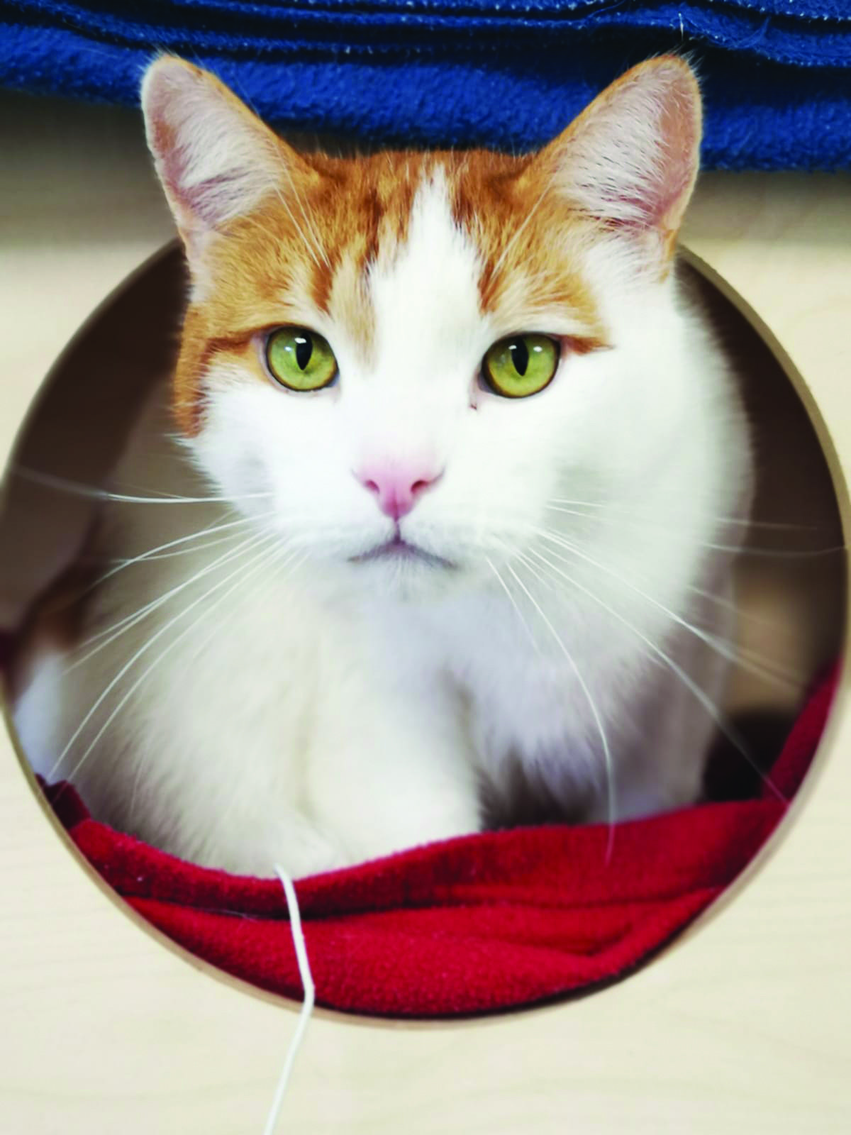 Appeal On Behalf Of Long-Stay Residents At Leicester Animal Aid Huncote