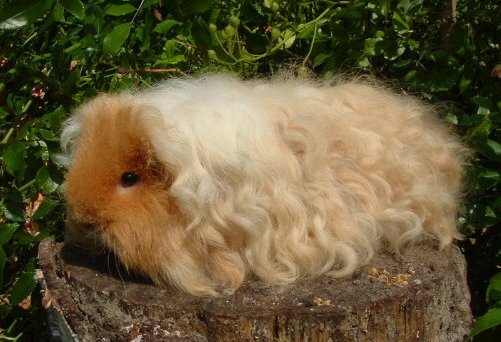 Keet door kids – Luxe vakantiehuis Texel